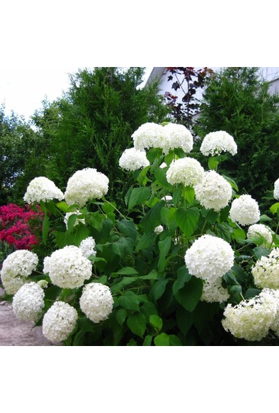 Dh Store Beyaz Ortanca Çiçeği Fidanı 50-60 cm Tüplü Dikime Hazır