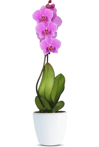 Solo Plant Phalaenopsis Lucia Tek Dallı Pembe Orkide