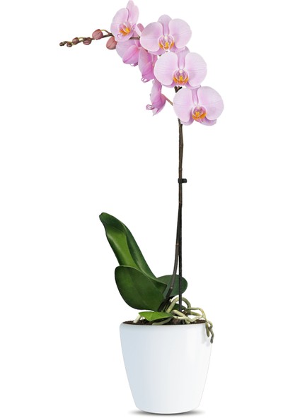 Solo Plant Phalaenopsis Julia Tek Dallı Pembe Orkide
