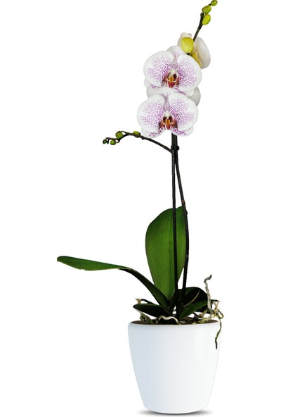 Solo Plant Phalaenopsis Violet Tek Dallı Çok Renkli Orkide