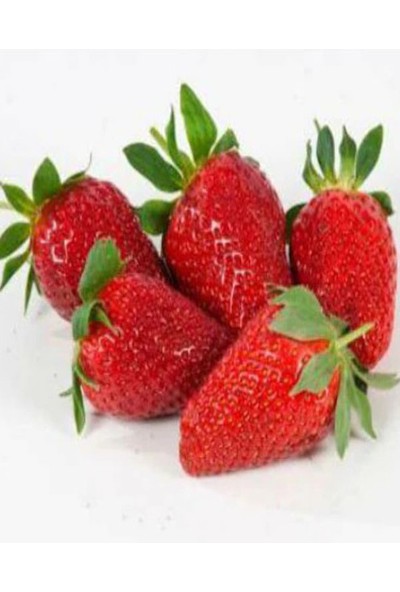 Mert Tarım 5 Adet Monterey Çilek Fidesi Fidanı Açık Köklü Yediveren