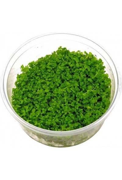 Sakura 140 cc In Vitro Micranthemum Monte Carlo Sakura 140 cc In Vitro Micranthemum Monte Carlo