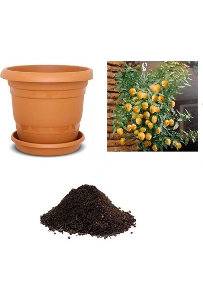 Serdar Çam Tohumculuk Nadir Saksılık Pepino Tohumu Ekim Seti