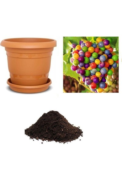 Serdar Çam Tohumculuk Nadir Renkli Üzüm Tohumu Ekim Seti