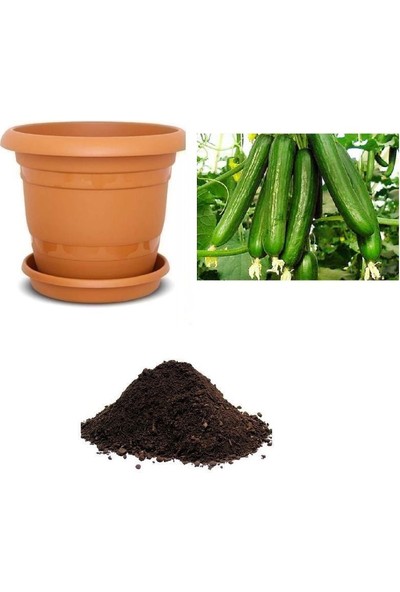 Serdar Çam Tohumculuk Erkenci Sırık Salatalık Tohumu Ekim Seti