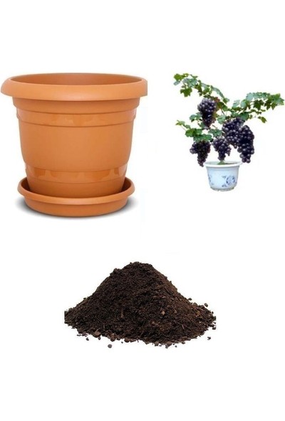 Serdar Çam Tohumculuk Siyah Üzüm Bonzai Ağacı Tohumu Ekim Seti