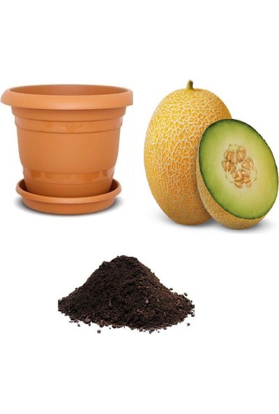 Serdar Çam Tohumculuk Ananas Kavun Tohumu Ekim Seti Serdar Çam Tohumculuk Ananas Kavun Tohumu Ekim Seti
