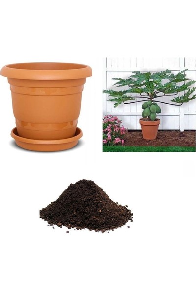 Serdar Çam Tohumculuk Ithal Bodur Saksılık Papaya Ağacı Tohumu Ekim Seti Serdar Çam Tohumculuk Ithal Bodur Saksılık Papaya Ağacı Tohumu Ekim Seti