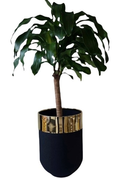 Dama Dekor 70 cm Darbuka Saksı DM1070SAG