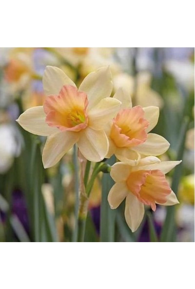 Nandina Botanik 3 Adet Yoğun Kokulu Nergis Çiçek Soğanı (Narcissus Longispathus)-Kod4 Nandina Botanik 3 Adet Yoğun Kokulu Nergis Çiçek Soğanı (Narcissus Longispathus)-Kod4