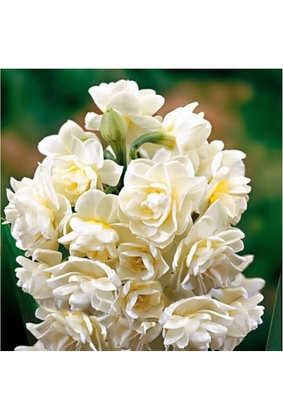 Nandina Botanik 3 Adet Yoğun Kokulu Nergis Çiçek Soğanı (NERGIZ)-KOD12 Nandina Botanik 3 Adet Yoğun Kokulu Nergis Çiçek Soğanı (NERGIZ)-KOD12