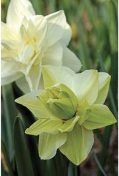 Nandina Botanik 3 Adet Yoğun Kokulu Nergis Çiçek Soğanı (NERGIZ)-KOD13 Nandina Botanik 3 Adet Yoğun Kokulu Nergis Çiçek Soğanı (NERGIZ)-KOD13