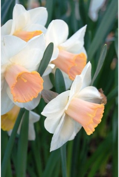 Nandina Botanik 3 Adet Yoğun Kokulu Nergis Çiçek Soğanı (Narcissus Longispathus)-Kod1 Nandina Botanik 3 Adet Yoğun Kokulu Nergis Çiçek Soğanı (Narcissus Longispathus)-Kod1