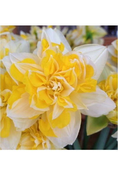 Nandina Botanik 3 Adet Yoğun Kokulu Nergis Çiçek Soğanı (NERGIZ)-KOD21 Nandina Botanik 3 Adet Yoğun Kokulu Nergis Çiçek Soğanı (NERGIZ)-KOD21