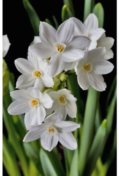 Nandina Botanik 3 Adet Yoğun Kokulu Nergis Çiçek Soğanı (Narcissus Tazetta-Çin NERGISI)-KOD26 Nandina Botanik 3 Adet Yoğun Kokulu Nergis Çiçek Soğanı (Narcissus Tazetta-Çin NERGISI)-KOD26