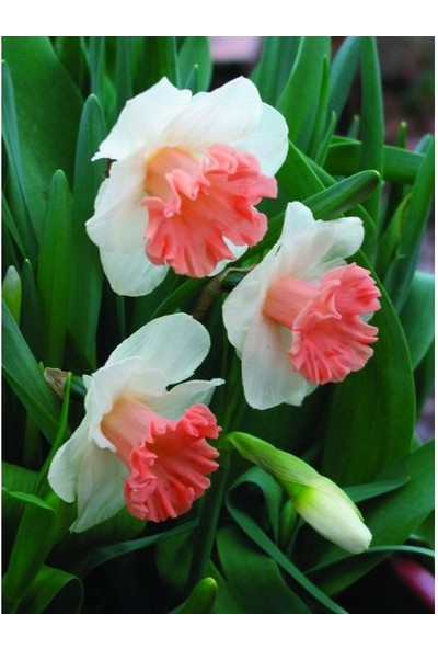 Nandina Botanik 3 Adet Yoğun Kokulu Nergis Çiçek Soğanı (NERGIZ)-KOD31 Nandina Botanik 3 Adet Yoğun Kokulu Nergis Çiçek Soğanı (NERGIZ)-KOD31