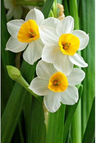 Nandina Botanik 3 Adet Yoğun Kokulu Nergis Çiçek Soğanı (NERGIZ)-KOD32 Nandina Botanik 3 Adet Yoğun Kokulu Nergis Çiçek Soğanı (NERGIZ)-KOD32