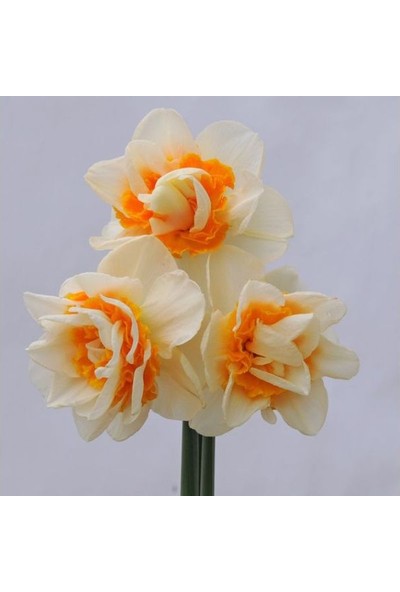 Nandina Botanik 3 Adet Yoğun Kokulu Nergis Çiçek Soğanı (NERGIZ)-KOD34 Nandina Botanik 3 Adet Yoğun Kokulu Nergis Çiçek Soğanı (NERGIZ)-KOD34