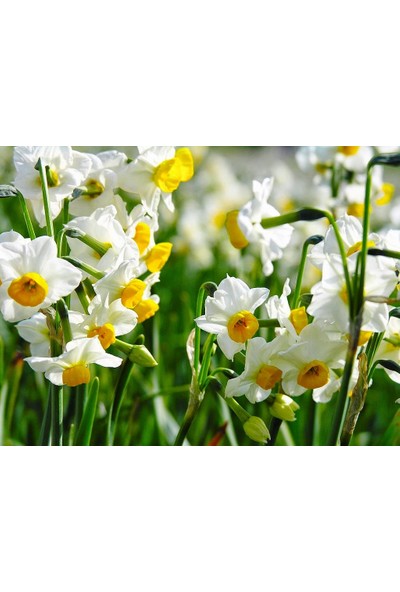 Nandina Botanik 3 Adet Yoğun Kokulu Nergis Çiçek Soğanı (NERGIZ)-KOD38 Nandina Botanik 3 Adet Yoğun Kokulu Nergis Çiçek Soğanı (NERGIZ)-KOD38