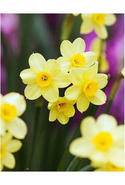 Nandina Botanik 3 Adet Yoğun Kokulu Nergis Çiçek Soğanı (Narcissus Tazetta-Çin NERGISI)-KOD47 Nandina Botanik 3 Adet Yoğun Kokulu Nergis Çiçek Soğanı (Narcissus Tazetta-Çin NERGISI)-KOD47