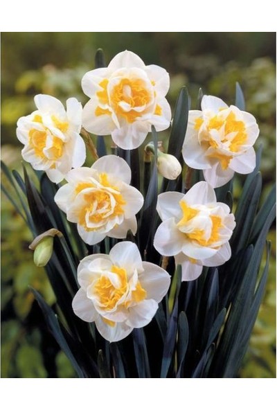 Nandina Botanik 3 Adet Yoğun Kokulu Nergis Çiçek Soğanı (NERGIZ)-KOD50 Nandina Botanik 3 Adet Yoğun Kokulu Nergis Çiçek Soğanı (NERGIZ)-KOD50