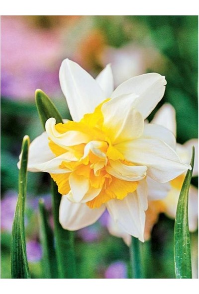 Nandina Botanik 3 Adet Yoğun Kokulu Nergis Çiçek Soğanı (NERGIZ)-KOD51 Nandina Botanik 3 Adet Yoğun Kokulu Nergis Çiçek Soğanı (NERGIZ)-KOD51