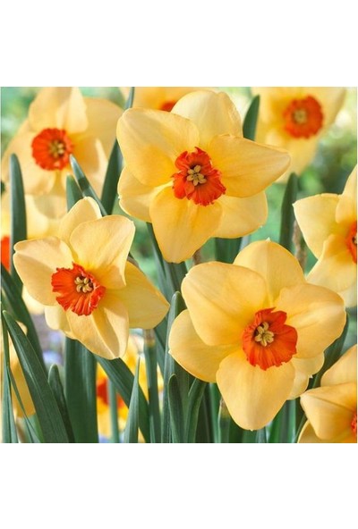 Nandina Botanik 3 Adet Yoğun Kokulu Nergis Çiçek Soğanı (NERGIZ)-KOD55 Nandina Botanik 3 Adet Yoğun Kokulu Nergis Çiçek Soğanı (NERGIZ)-KOD55