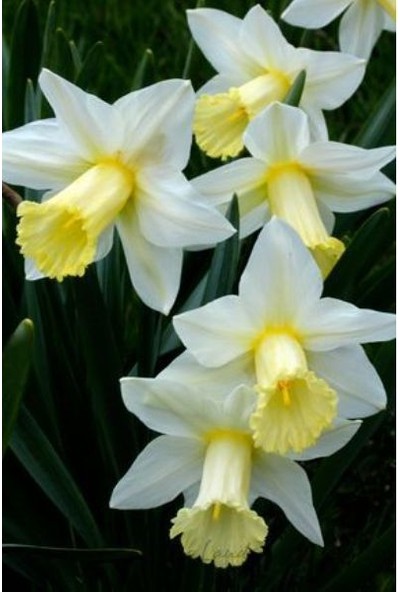 Nandina Botanik 3 Adet Yoğun Kokulu Nergis Çiçek Soğanı (Narcissus LONGISPATHUS)-KOD69 Nandina Botanik 3 Adet Yoğun Kokulu Nergis Çiçek Soğanı (Narcissus LONGISPATHUS)-KOD69