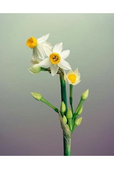 Nandina Botanik 5 Adet Yoğun Kokulu Nergis Çiçek Soğanı (Narcissus Tazetta-Çin NERGISI)-KOD121 Nandina Botanik 5 Adet Yoğun Kokulu Nergis Çiçek Soğanı (Narcissus Tazetta-Çin NERGISI)-KOD121