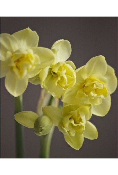 Nandina Botanik 5 Adet Yoğun Kokulu Nergis Çiçek Soğanı (NERGIZ)-KOD129 Nandina Botanik 5 Adet Yoğun Kokulu Nergis Çiçek Soğanı (NERGIZ)-KOD129