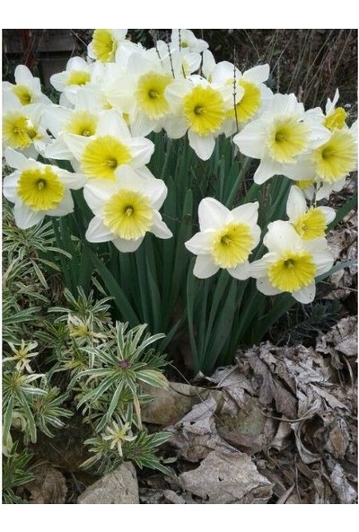 Nandina Botanik 5 Adet Yoğun Kokulu Nergis Çiçek Soğanı (NERGIZ)-KOD136 Nandina Botanik 5 Adet Yoğun Kokulu Nergis Çiçek Soğanı (NERGIZ)-KOD136