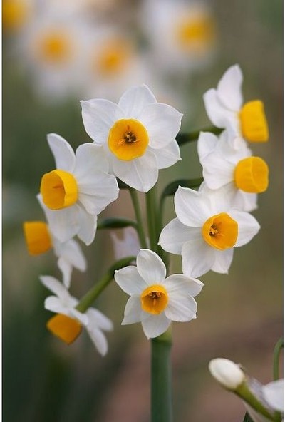 Nandina Botanik 5 Adet Yoğun Kokulu Nergis Çiçek Soğanı (Narcissus Tazetta-Çin NERGISI)-KOD143 Nandina Botanik 5 Adet Yoğun Kokulu Nergis Çiçek Soğanı (Narcissus Tazetta-Çin NERGISI)-KOD143