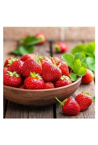 Ucuzluk Diyarı 61 Adet ( Çok Verimli ) Çilek Fidesi Kokolu Açık Köktür Ucuzluk Diyarı 61 Adet ( Çok Verimli ) Çilek Fidesi Kokolu Açık Köktür