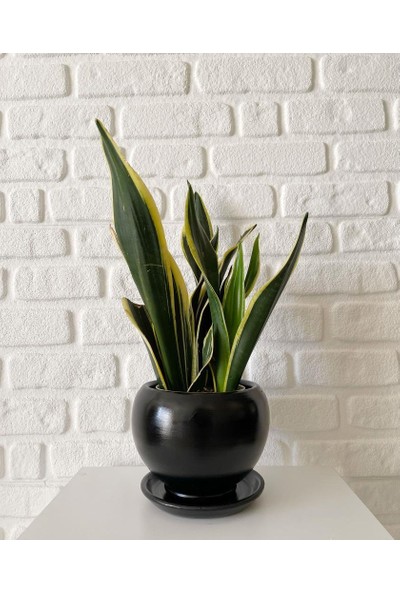 Odka Küre Saksı Tabaklı 16CM Klasik Seri Odka Küre Saksı Tabaklı 16CM Klasik Seri