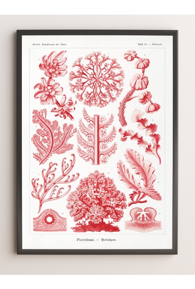 Duo Shop Derin Deniz Delesseria Poster - Yüksek Çözünürlük Hd Duvar Posteri - Çerçevesiz Duo Shop Derin Deniz Delesseria Poster - Yüksek Çözünürlük Hd Duvar Posteri - Çerçevesiz