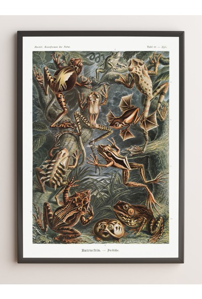 Duo Shop Kurbağa Hyla Poster - Yüksek Çözünürlük Hd Duvar Posteri - Çerçevesiz
