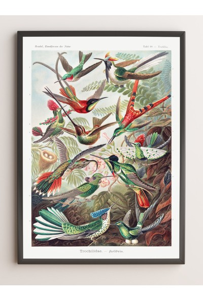 Duo Shop Kuşlar Trochilus Poster - Yüksek Çözünürlük Hd Duvar Posteri - Çerçevesiz