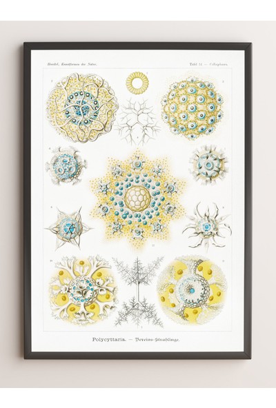 Duo Shop Organizma Collosphaera Poster - Yüksek Çözünürlük Hd Duvar Posteri - Çerçevesiz