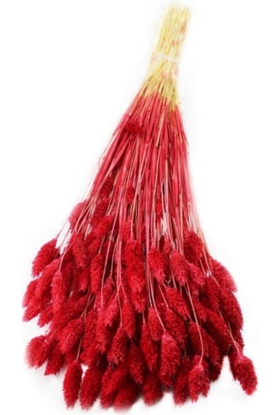 Piyop Kuru Çiçek Kuş Otu Şoklanmış Kurutulmuş 40 cm 120 Gram Kırmızı