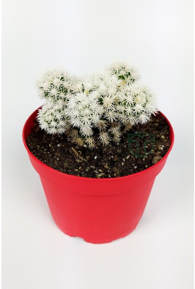 Toptan Kaktüs Mammillaria Gracilis Arizona Snowcap Beyaz Kartopu Kaktüs 8.5 cm Kırmızı Saksıda