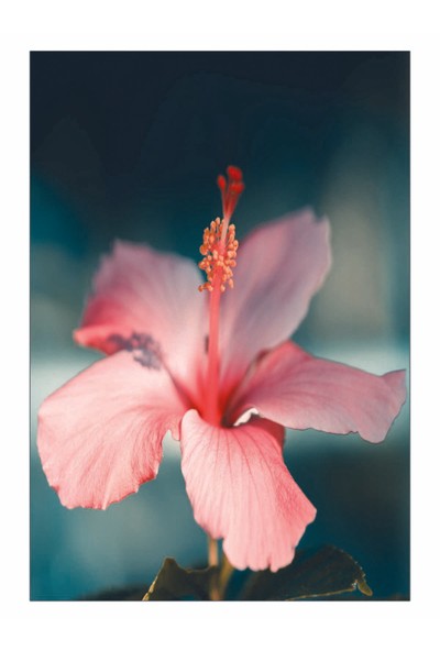 Duvar Dekor Çiçek Desenli Bulaşık Makinesi Sticker 038