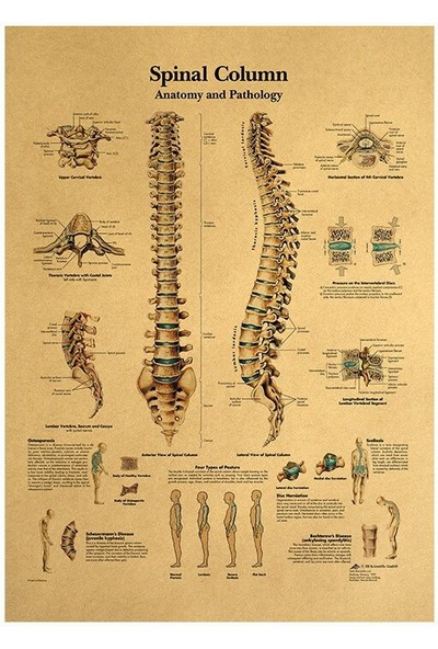 Caph Design Omurga Anatomisi Vintage Kraft Poster - 33X48CM Caph Design Omurga Anatomisi Vintage Kraft Poster - 33X48CM