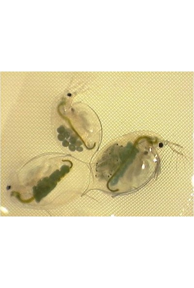 Yemmama Su Piresi Daphnia Besini 50 gr Yemmama Su Piresi Daphnia Besini 50 gr