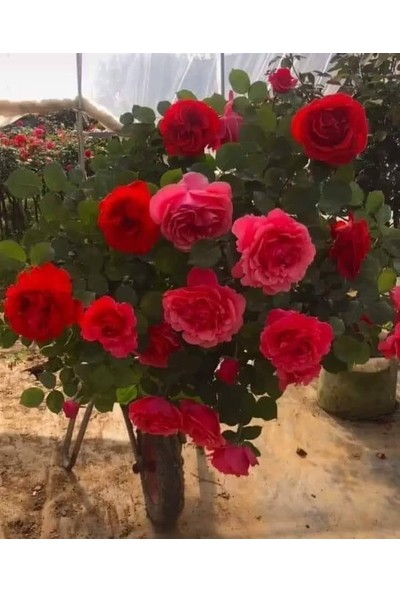 İstanbulmuz Tüplü Kokulu Amadeus Kırmızı Sarmaşık Gül Fidanı İstanbulmuz Tüplü Kokulu Amadeus Kırmızı Sarmaşık Gül Fidanı