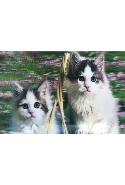 5d Elmas Boyama Sevimli Kediler Ikili Kedi Resmi Tablosu 40x60 Cm 5d Elmas Boyama Sevimli Kediler Ikili Kedi Resmi Tablosu 40x60 Cm