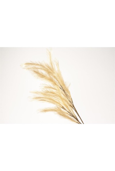 Mikasa Moor Bej Pampas Yapay Çiçek 110 cm Mikasa Moor Bej Pampas Yapay Çiçek 110 cm