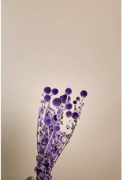 Dried Flowers Kuru Çiçek Iskoç Dikeni - Mor Küre Devedikeni Dried Flowers Kuru Çiçek Iskoç Dikeni - Mor Küre Devedikeni