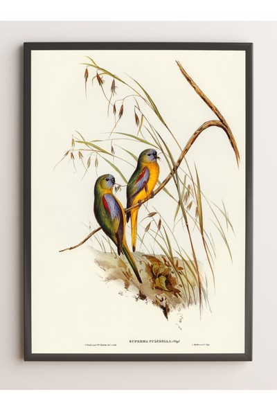 Duo Shop Kuşlar Poster - Yüksek Çözünürlük Hd Duvar Posteri - Çerçevesiz