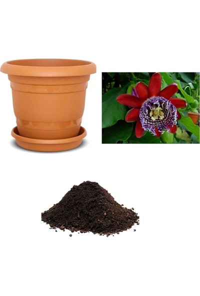 Serdar Çam Tohumculuk Dev Çiçekli Passiflora Quadrangularis Tohumu Ekim Seti Serdar Çam Tohumculuk Dev Çiçekli Passiflora Quadrangularis Tohumu Ekim Seti