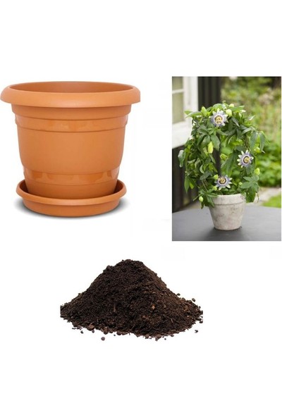 Passiflora Tohumu Ekim Seti Passiflora Tohumu Ekim Seti